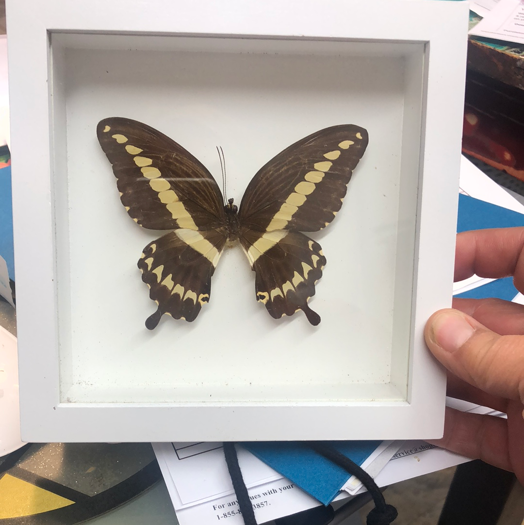 Butterfly Shadow – How Bazaar Inc